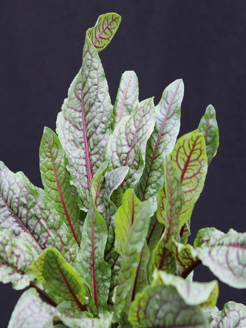 Blutampfer - Kräuter Lädle