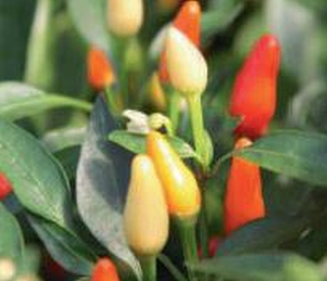 Chili ´Rawit´ - Kräuter Lädle