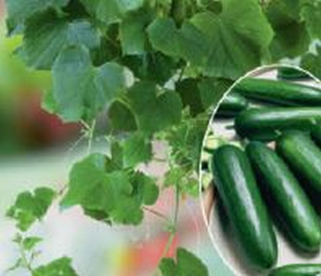 Snack-Gurke ´Mini Stars´ - Kräuter Lädle